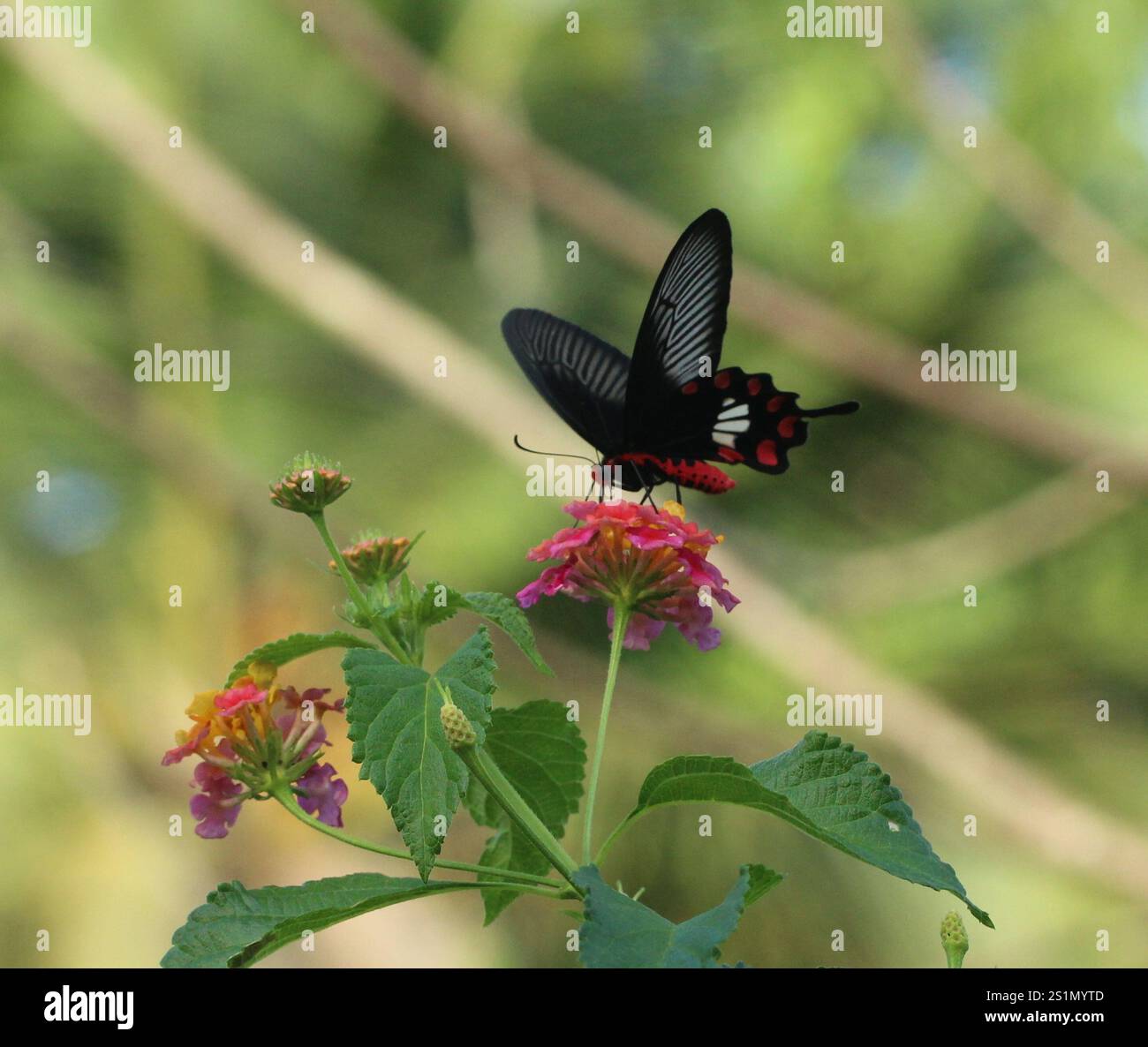 Common Rose Swallowtail (Pachliopta aristolochiae Stock Photo - Alamy