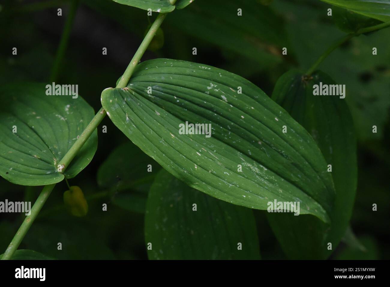 white twisted-stalk (Streptopus amplexifolius Stock Photo - Alamy