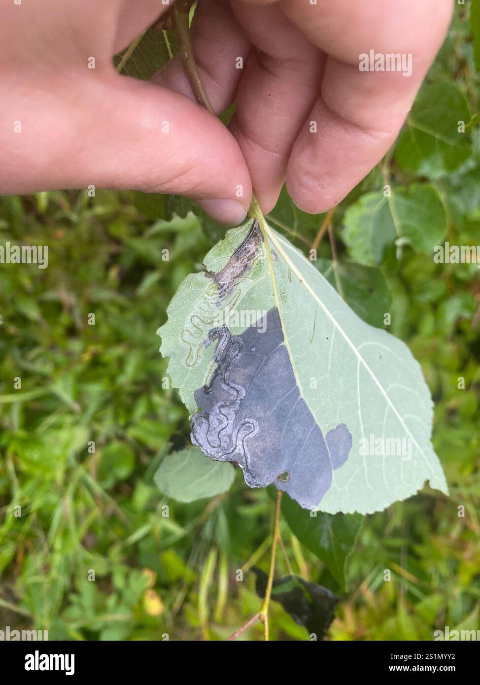 Aspen Serpentine Leafminer Moth (Phyllocnistis populiella Stock Photo ...