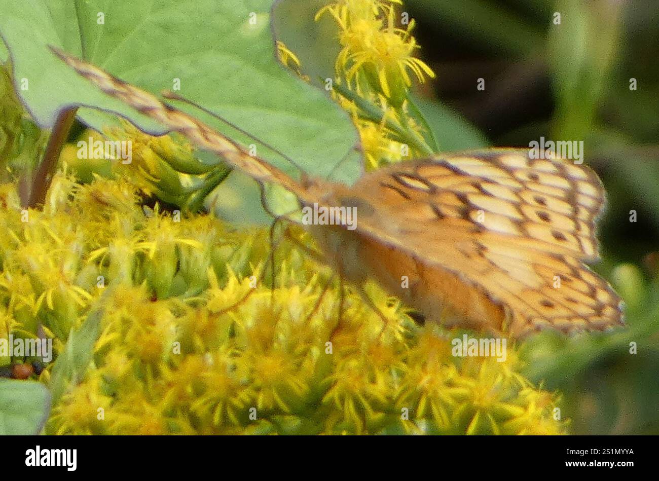 Variegated Fritillary (Euptoieta claudia Stock Photo - Alamy