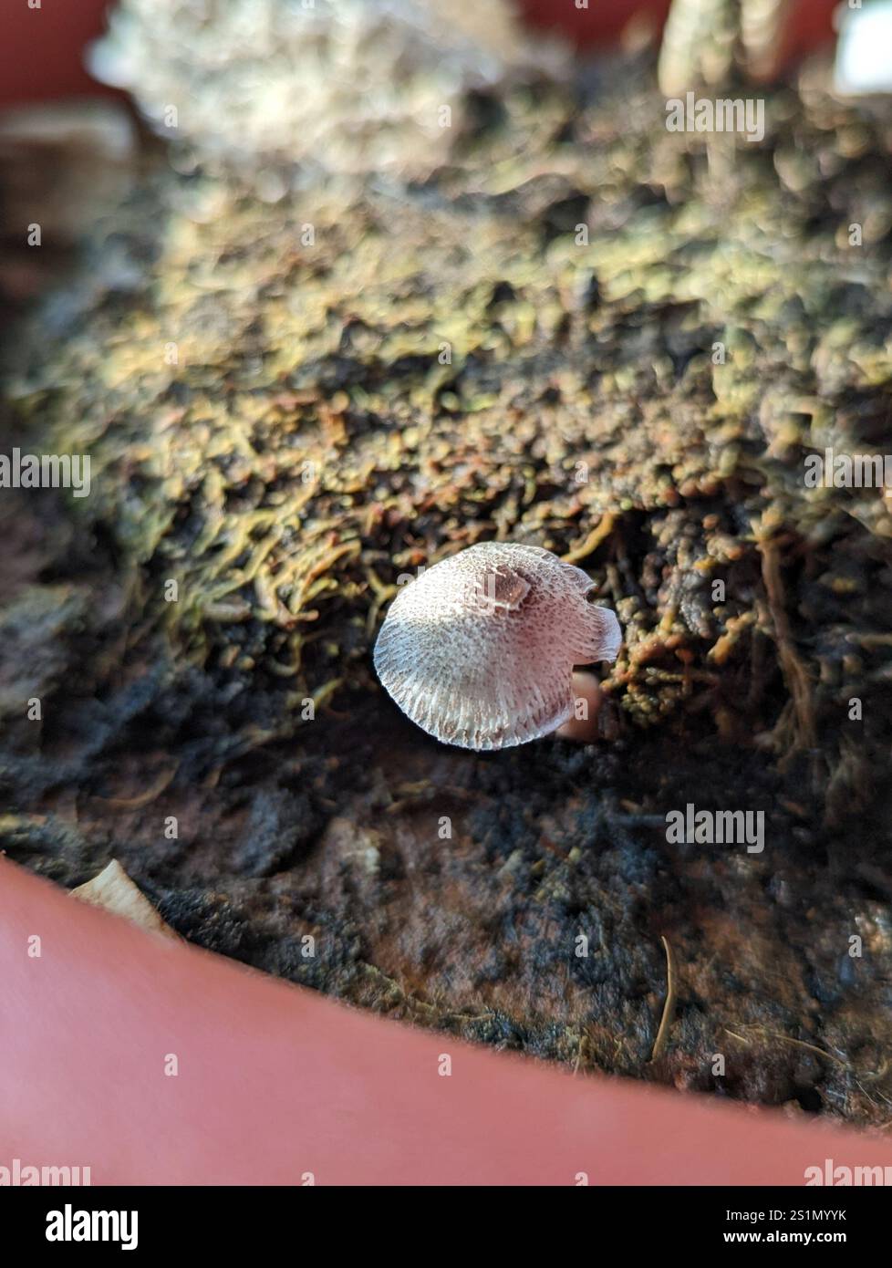 Dark Dapperling (Lepiota atrodisca Stock Photo - Alamy