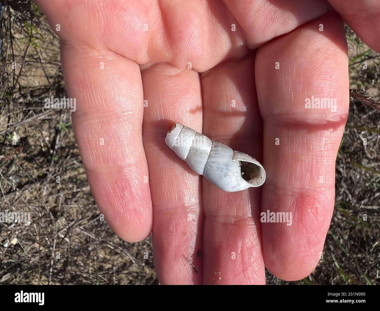Decollate Snail (Rumina decollata Stock Photo - Alamy