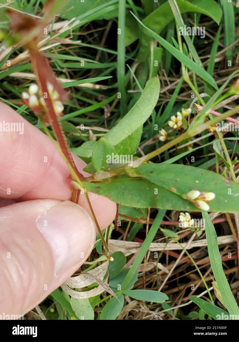 arrow-leaved tearthumb (Persicaria sagittata Stock Photo - Alamy