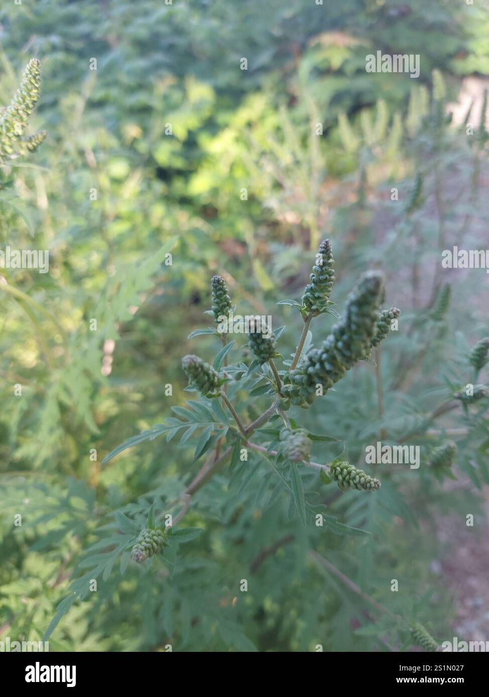 common ragweed (Ambrosia artemisiifolia Stock Photo - Alamy