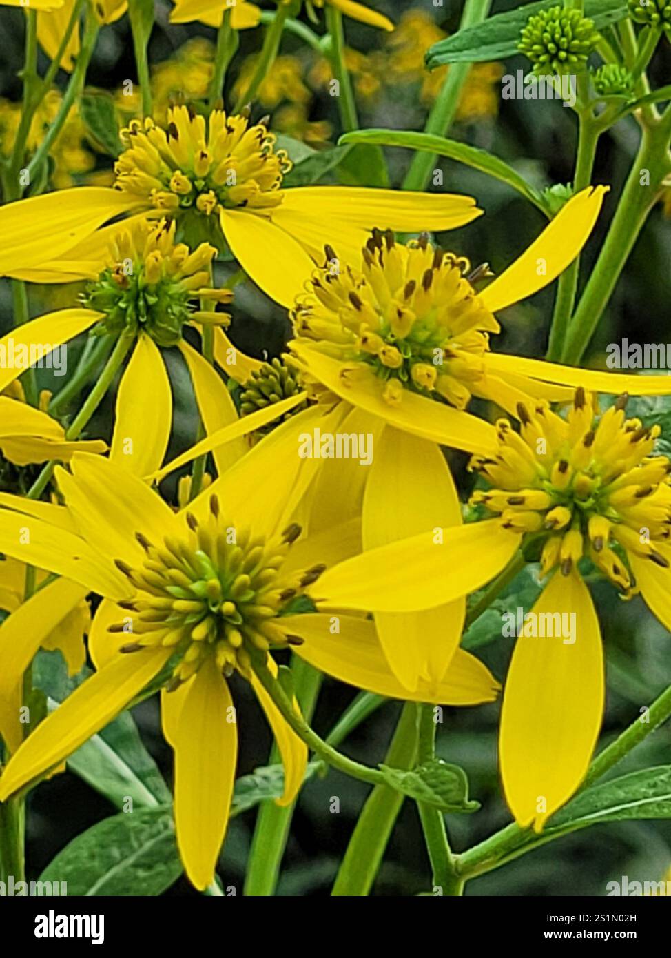 Wingstem (Verbesina alternifolia Stock Photo - Alamy