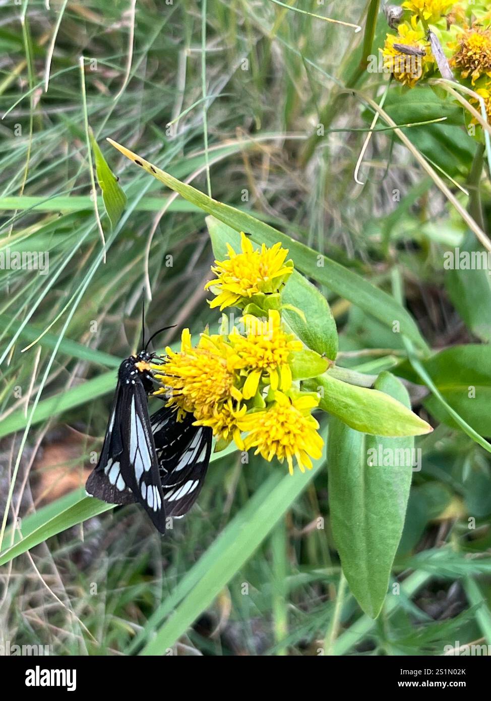 Police Car Moth (Gnophaela vermiculata Stock Photo - Alamy