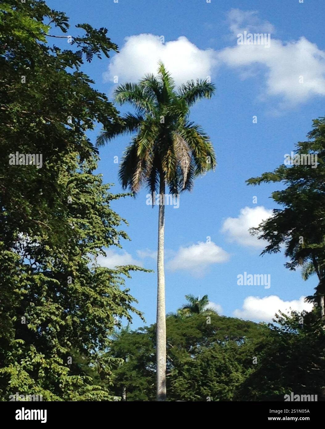 Royal Palm (Roystonea regia Stock Photo - Alamy