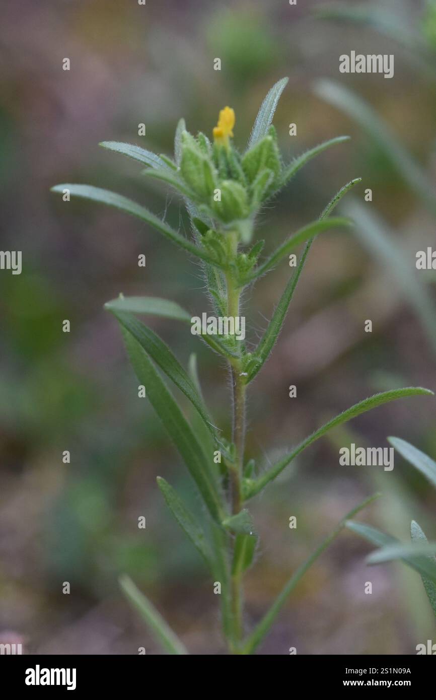 mountain tarweed (Madia glomerata Stock Photo - Alamy