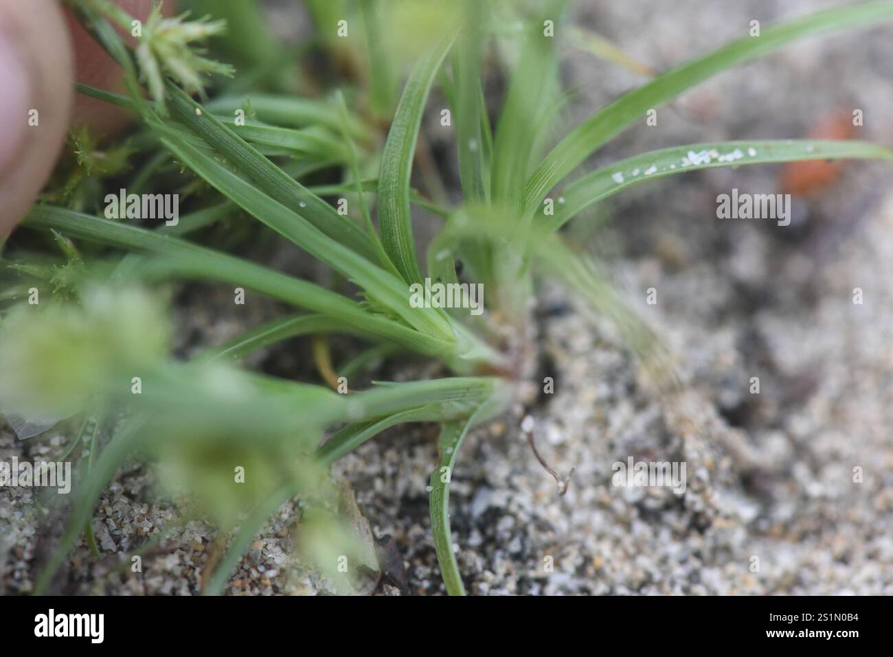 Bearded Flatsedge (Cyperus squarrosus Stock Photo - Alamy