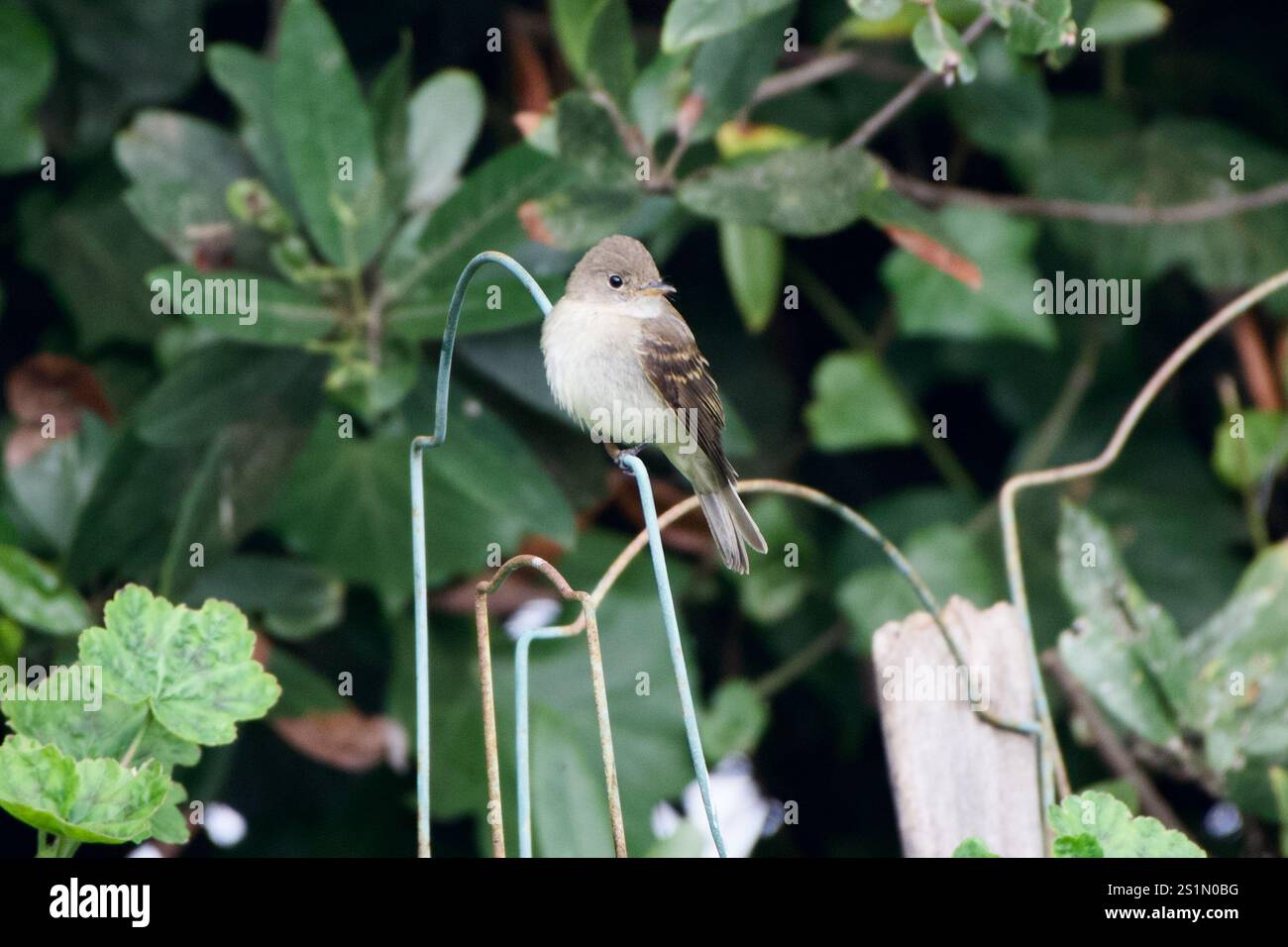Willow Flycatcher (Empidonax traillii Stock Photo - Alamy