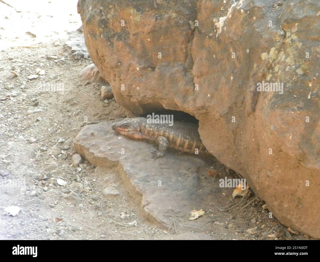 Common Giant Plated Lizard (Matobosaurus validus Stock Photo - Alamy