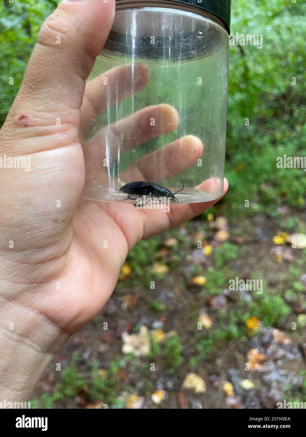 Notch-mouthed Ground Beetle (Dicaelus purpuratus Stock Photo - Alamy