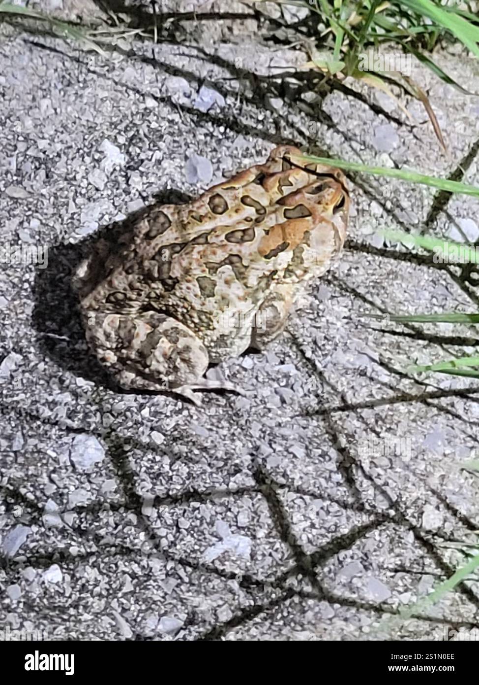 Southern Toad (Anaxyrus terrestris Stock Photo - Alamy