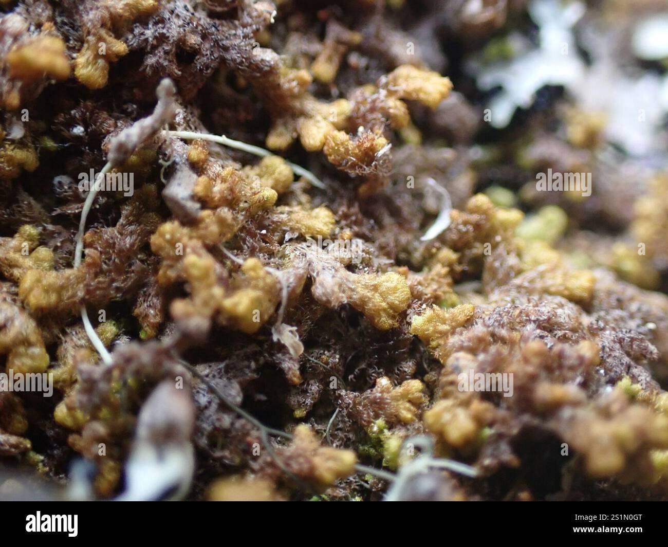 Tree Fringewort (Ptilidium pulcherrimum Stock Photo - Alamy