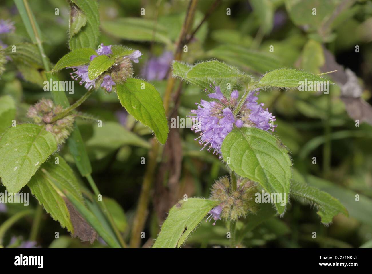 corn mint (Mentha arvensis Stock Photo - Alamy