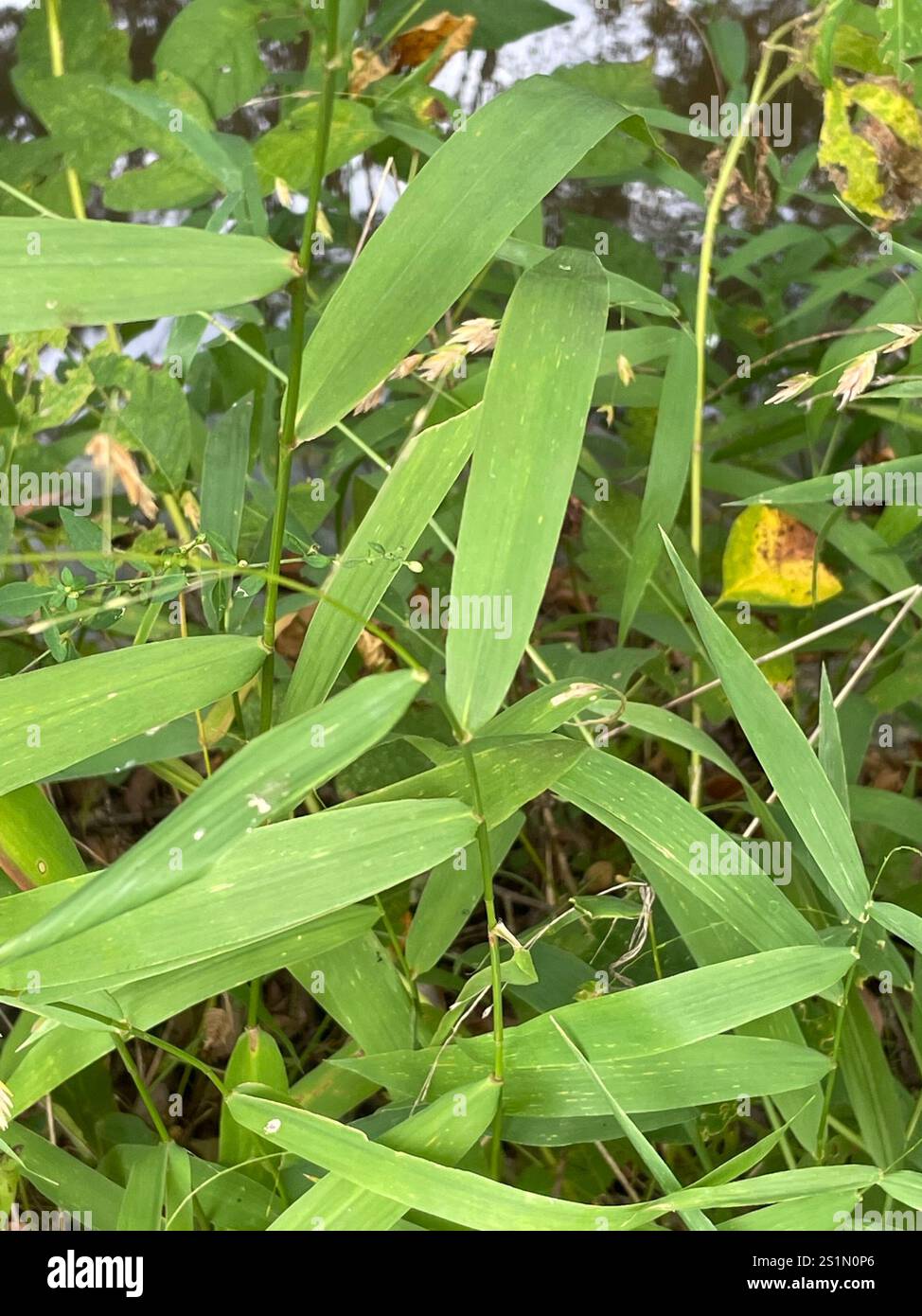 inland wood oats (Chasmanthium latifolium Stock Photo - Alamy