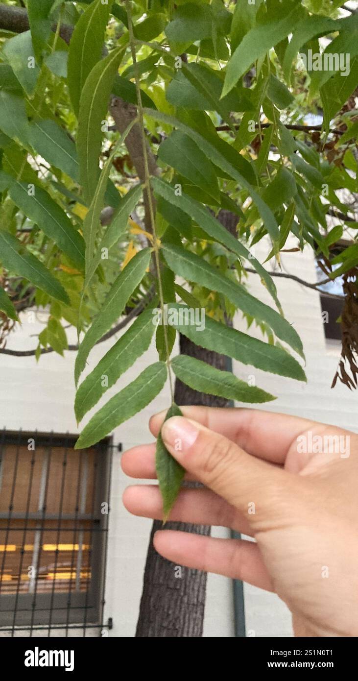 northern California black walnut (Juglans hindsii Stock Photo - Alamy