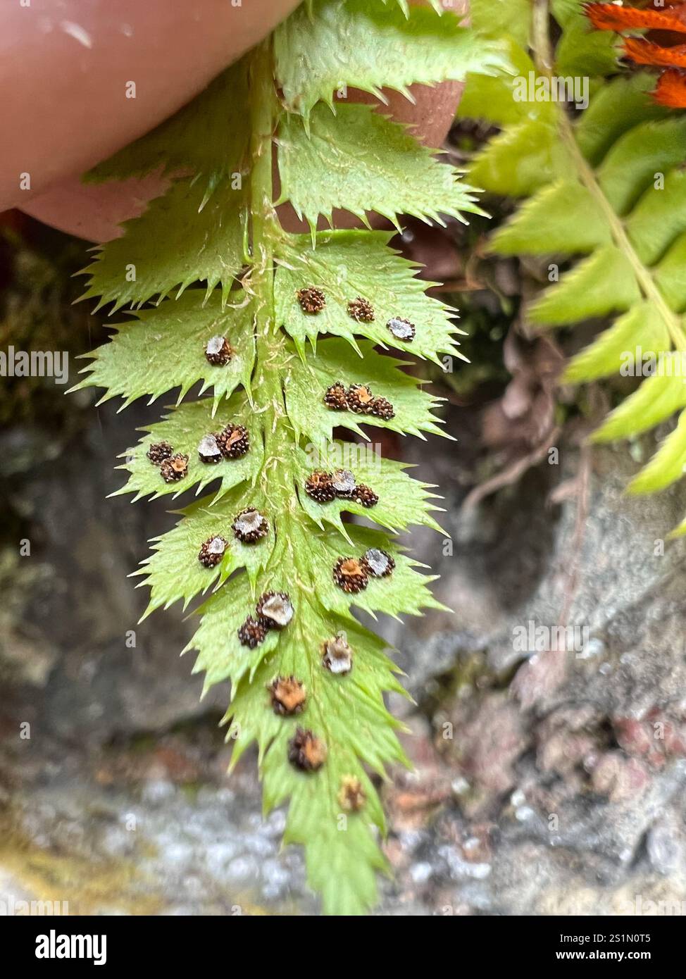 northern holly fern (Polystichum lonchitis Stock Photo - Alamy