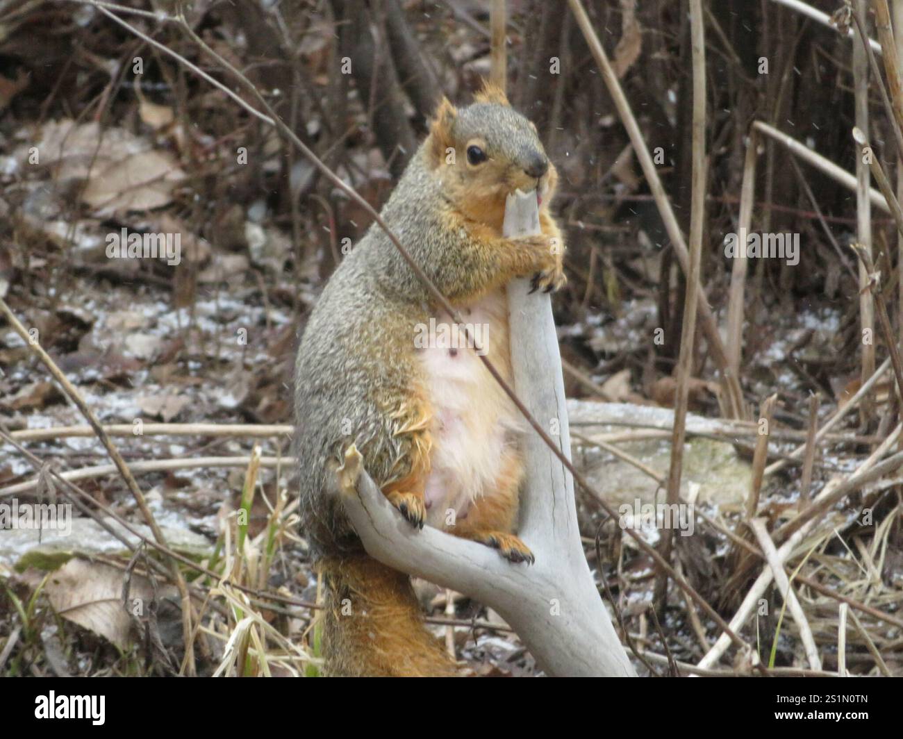 Eastern Fox Squirrel (Sciurus niger Stock Photo - Alamy