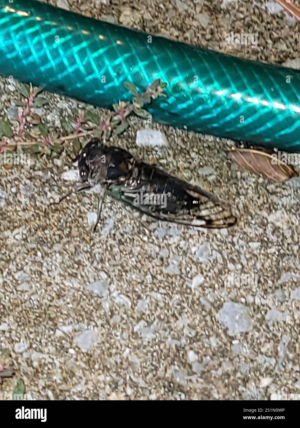 Davis's Southeastern Dog-day Cicada (Neotibicen davisi Stock Photo - Alamy