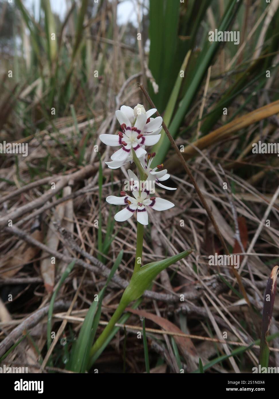 Early Nancy (Wurmbea dioica Stock Photo - Alamy