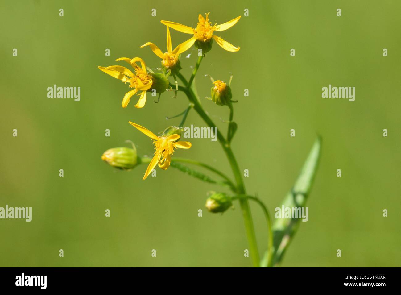 Arrowleaf Senecio (Senecio triangularis Stock Photo - Alamy