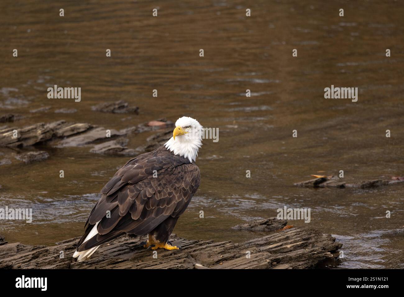 Beautiful, strong and majestic, this Bald Eagle is a symbol of freedom ...