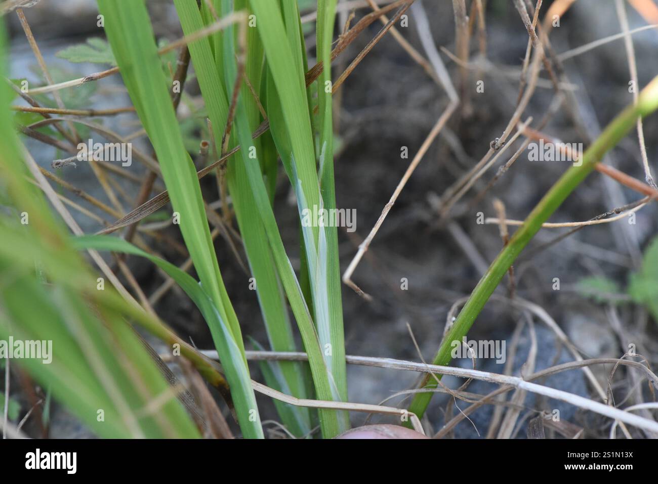 water sedge (Carex aquatilis Stock Photo - Alamy