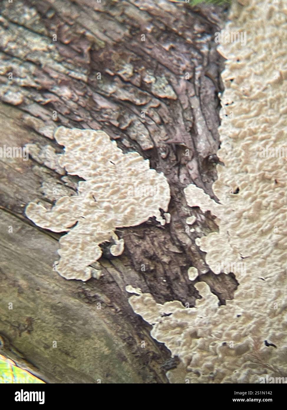 Milk-white Toothed Polypore (Irpex lacteus Stock Photo - Alamy