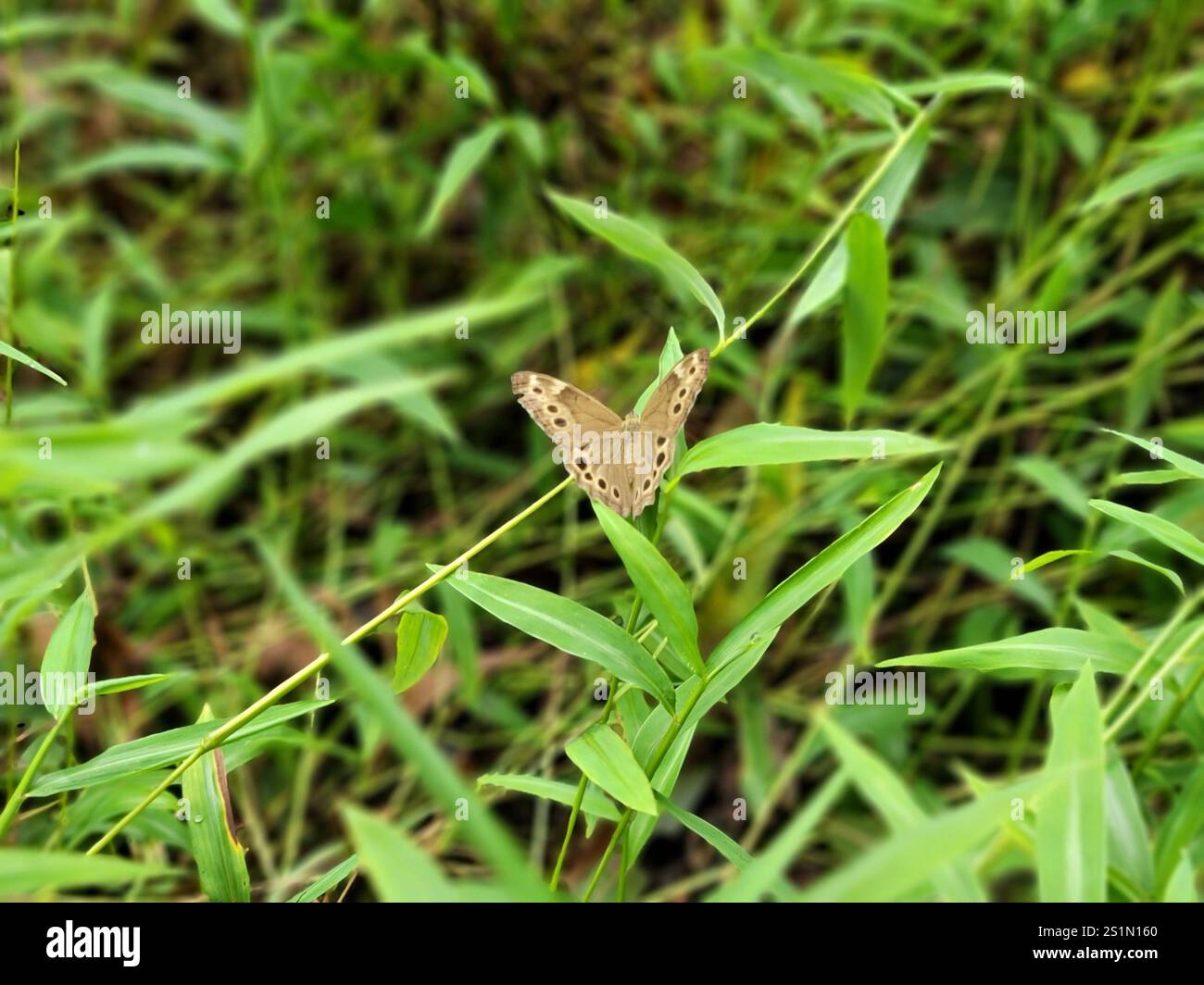 Northern Pearly-eye (Lethe anthedon Stock Photo - Alamy