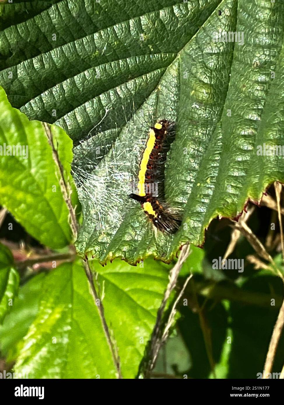 Grey Dagger (Acronicta psi Stock Photo - Alamy