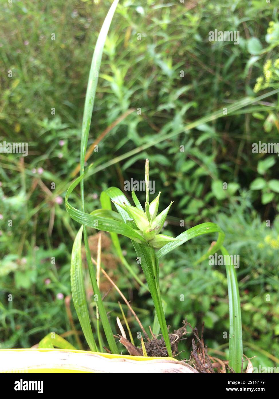 bladder sedge (Carex intumescens Stock Photo - Alamy