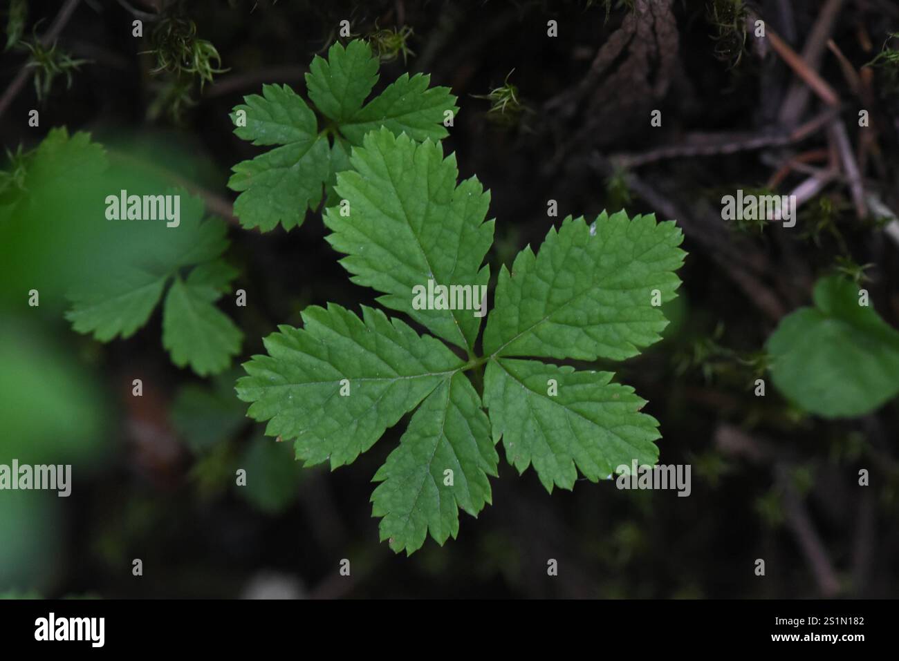 Five-leaf Dwarf Bramble (Rubus pedatus Stock Photo - Alamy