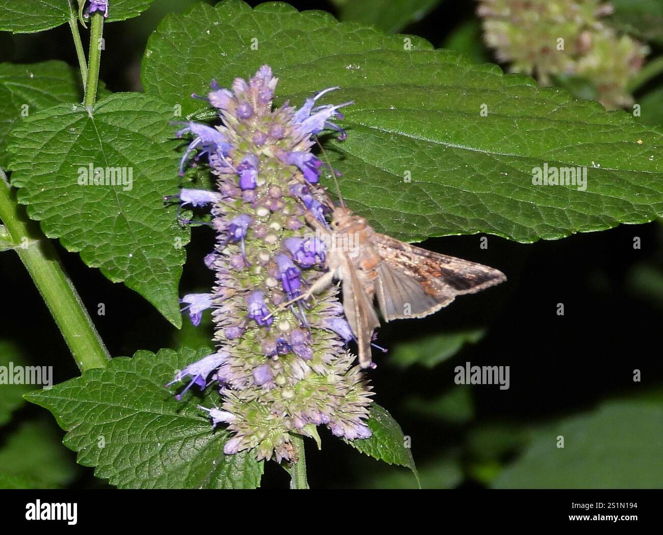 Plusiine Looper Moths (Plusiinae Stock Photo - Alamy