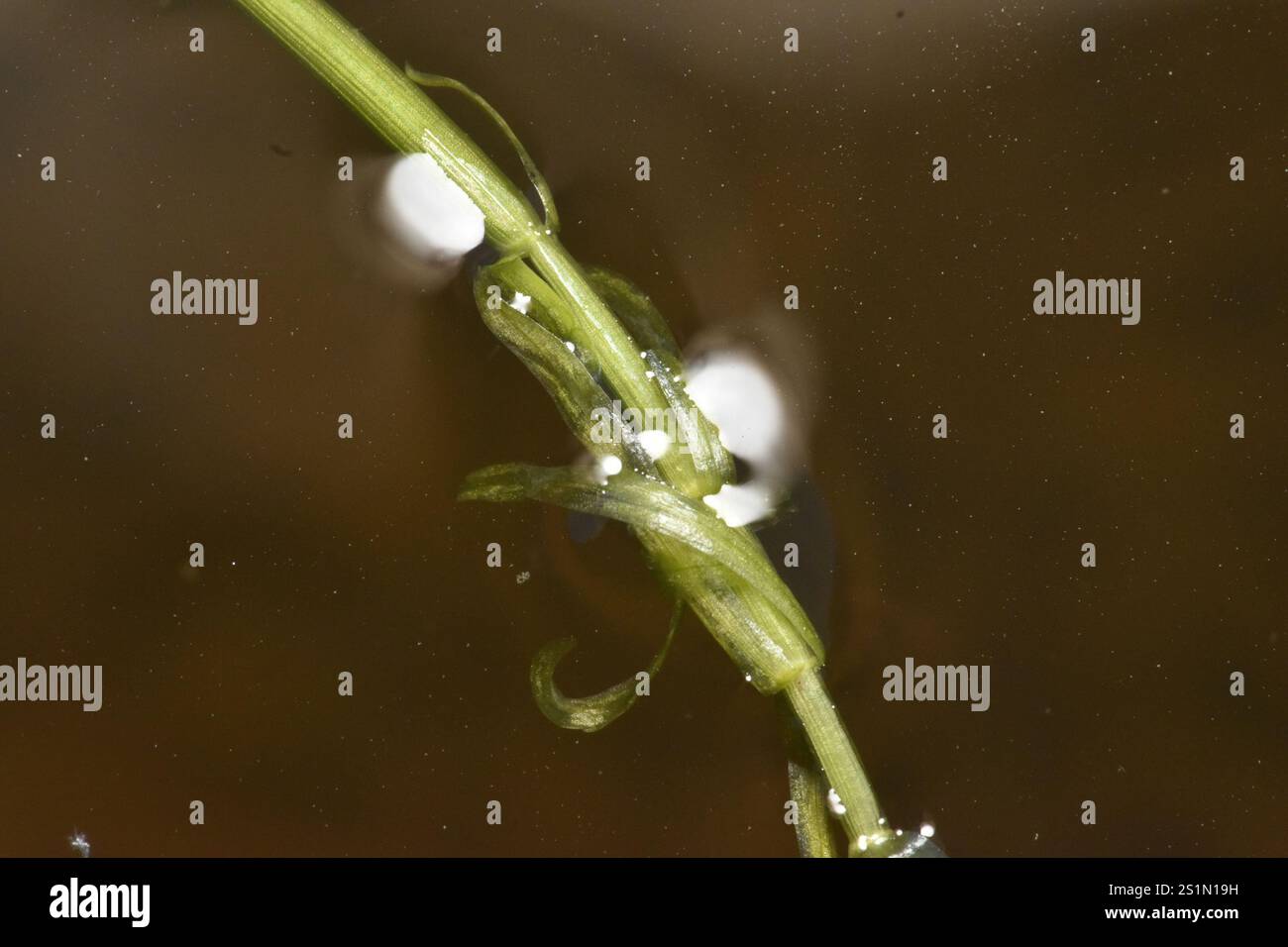 pondweed family (Potamogetonaceae Stock Photo - Alamy
