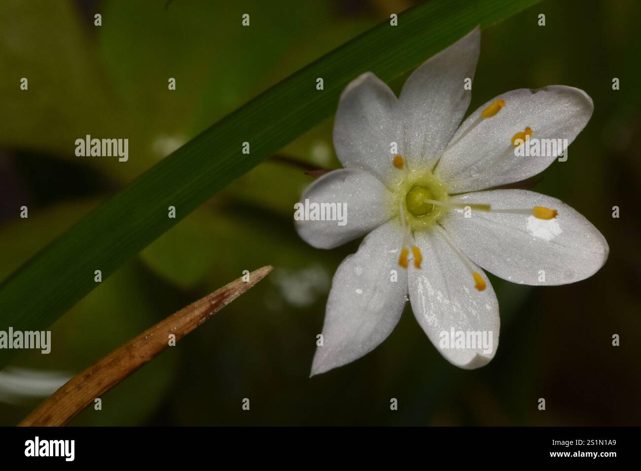 Arctic Starflower (Lysimachia europaea Stock Photo - Alamy