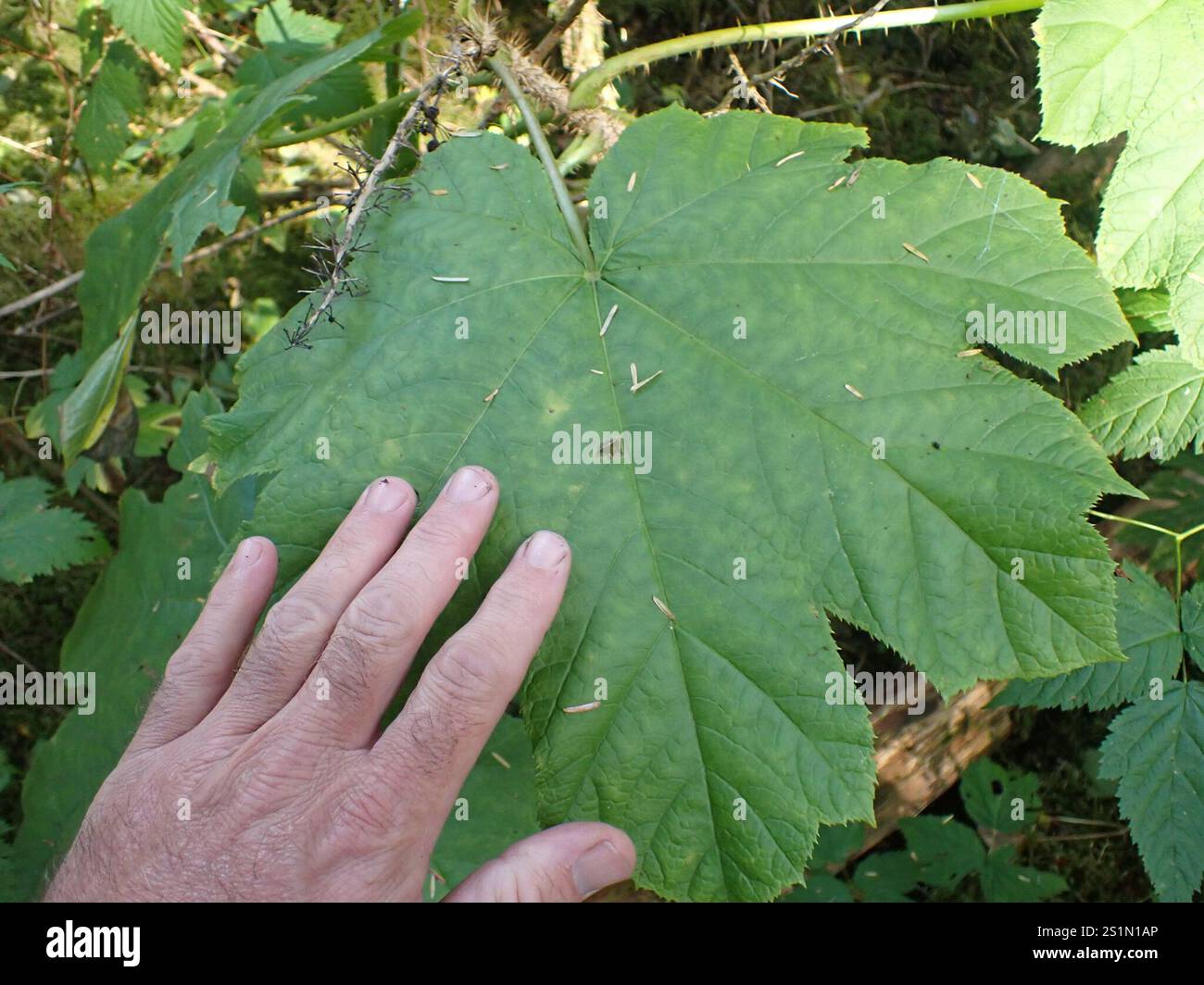 Devil's Club (Oplopanax horridus Stock Photo - Alamy