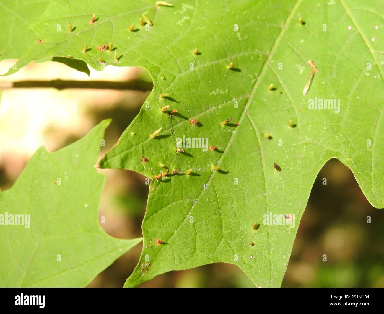 Maple Spindle Gall Mite (Vasates aceriscrumena Stock Photo - Alamy
