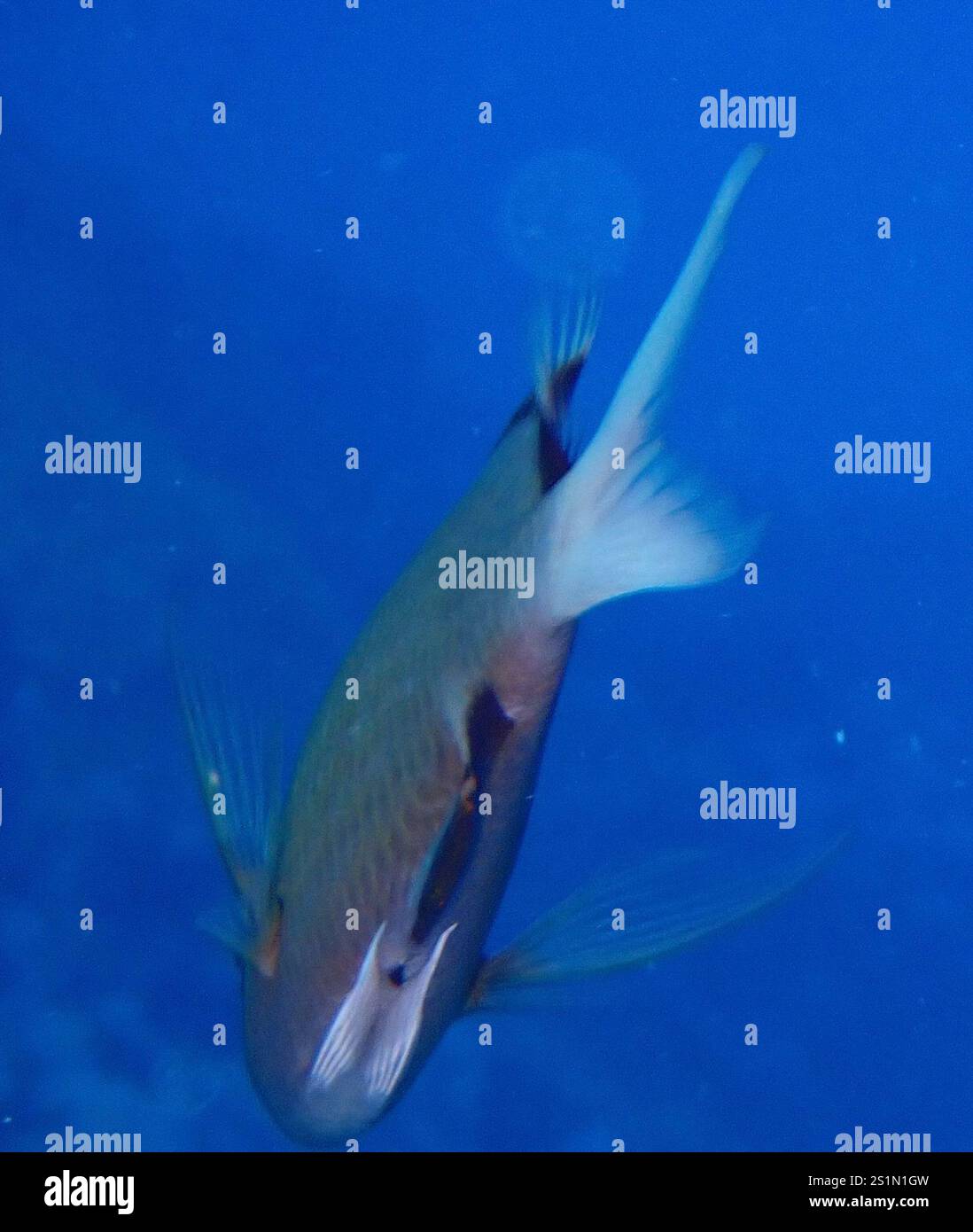 Yellow-edge Chromis (Chromis pembae Stock Photo - Alamy