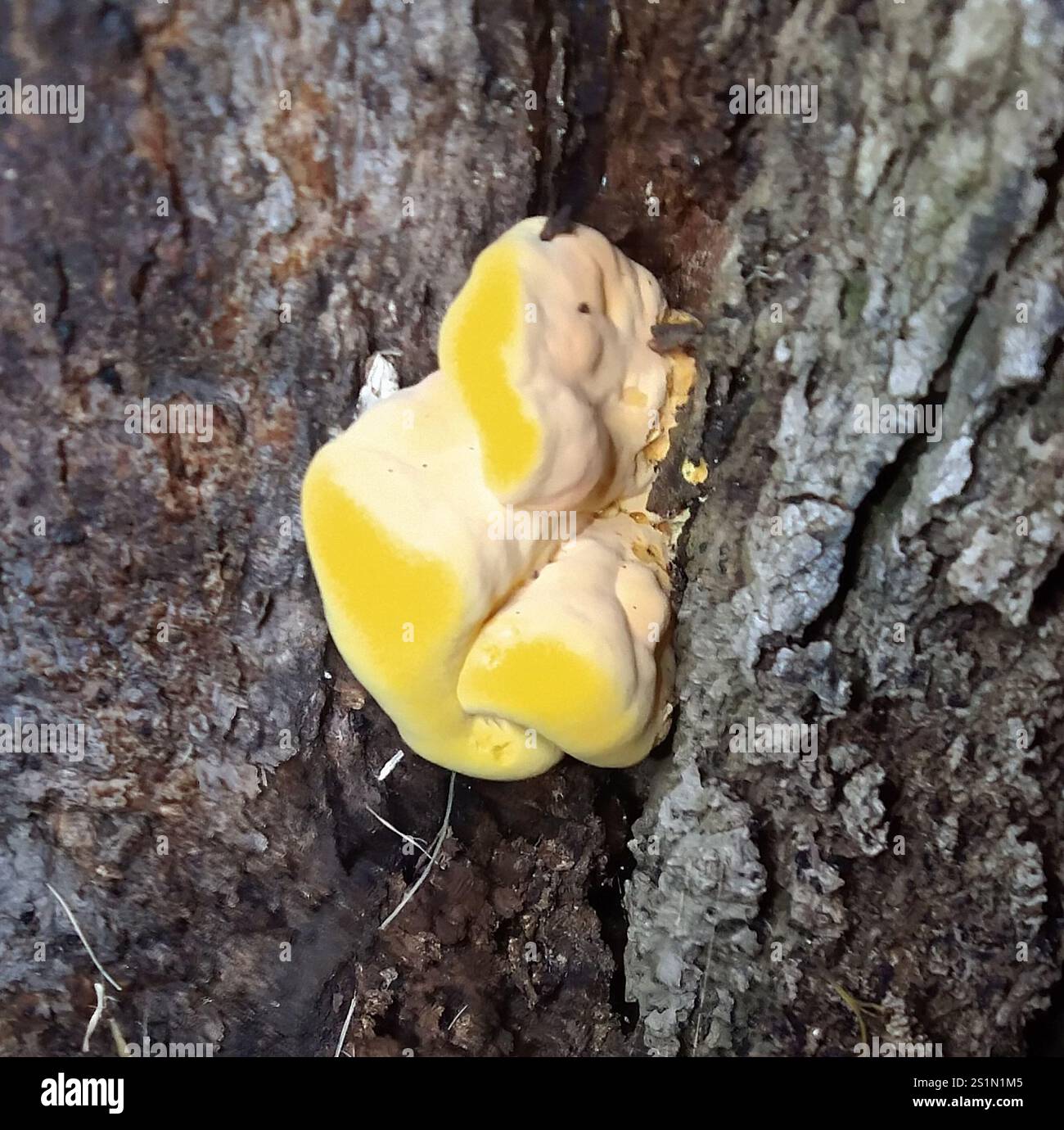 Western Hardwood Sulphur Shelf (Laetiporus gilbertsonii Stock Photo - Alamy