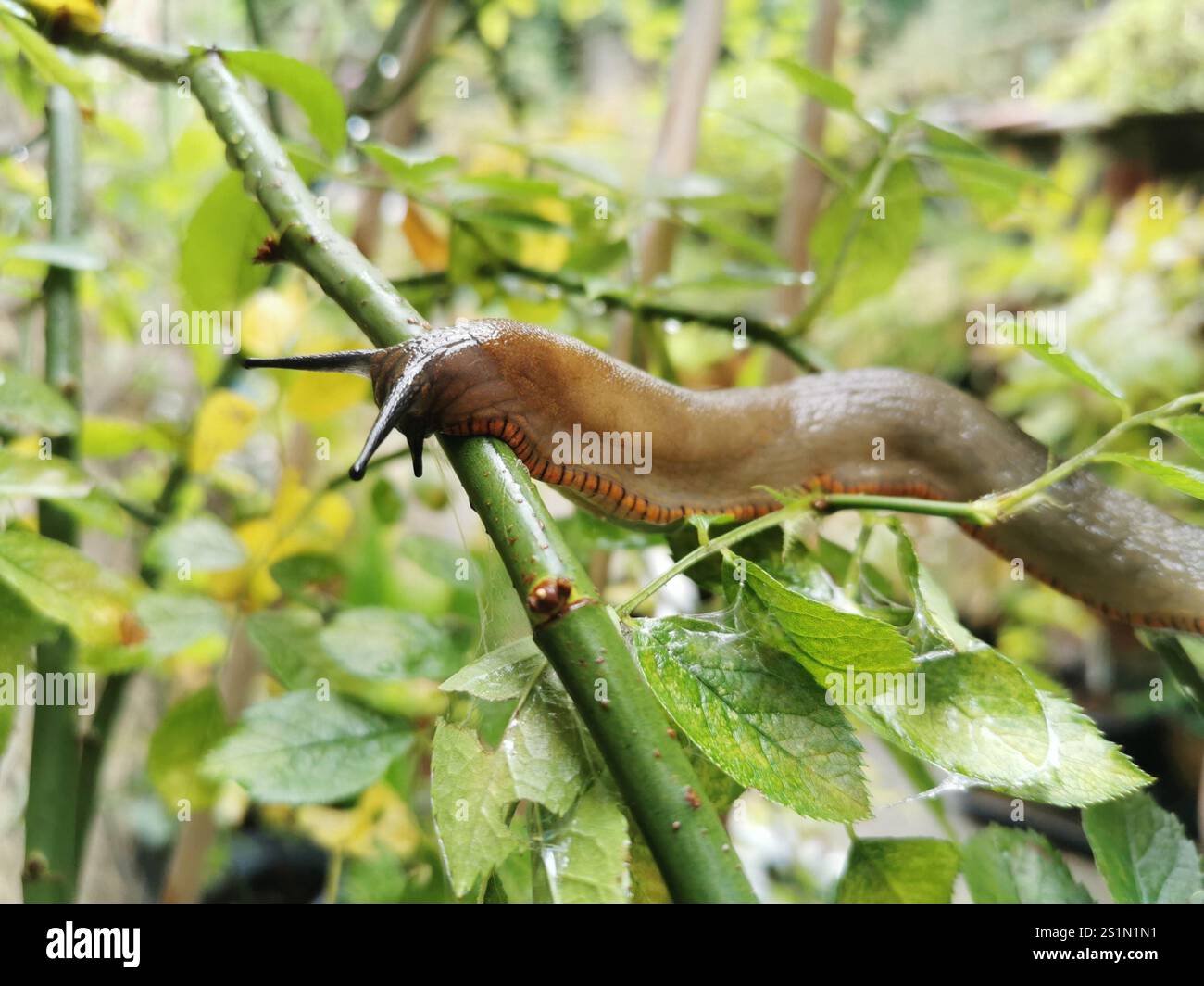 Spanish Slug (Arion vulgaris Stock Photo - Alamy