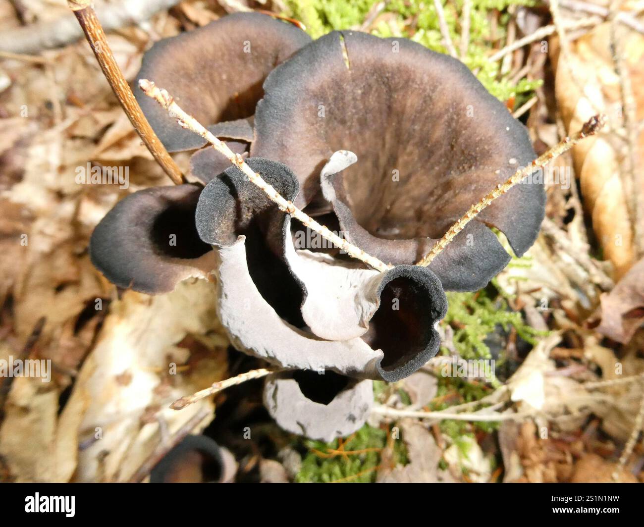 Eastern Black Trumpet (Craterellus fallax Stock Photo - Alamy