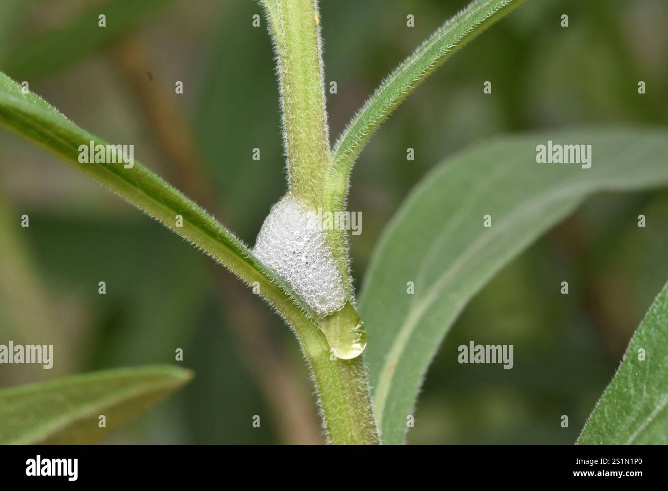 True Spittlebugs (Aphrophoridae Stock Photo - Alamy