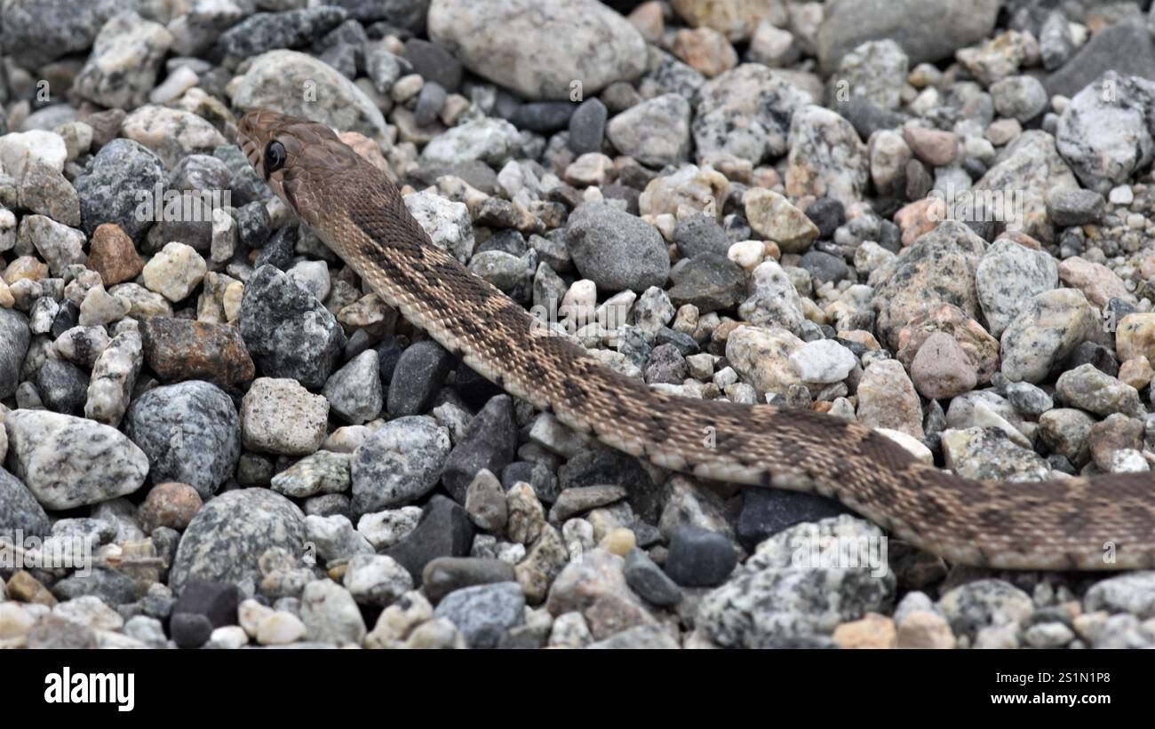 Great Basin Gopher Snake (Pituophis catenifer deserticola Stock Photo ...