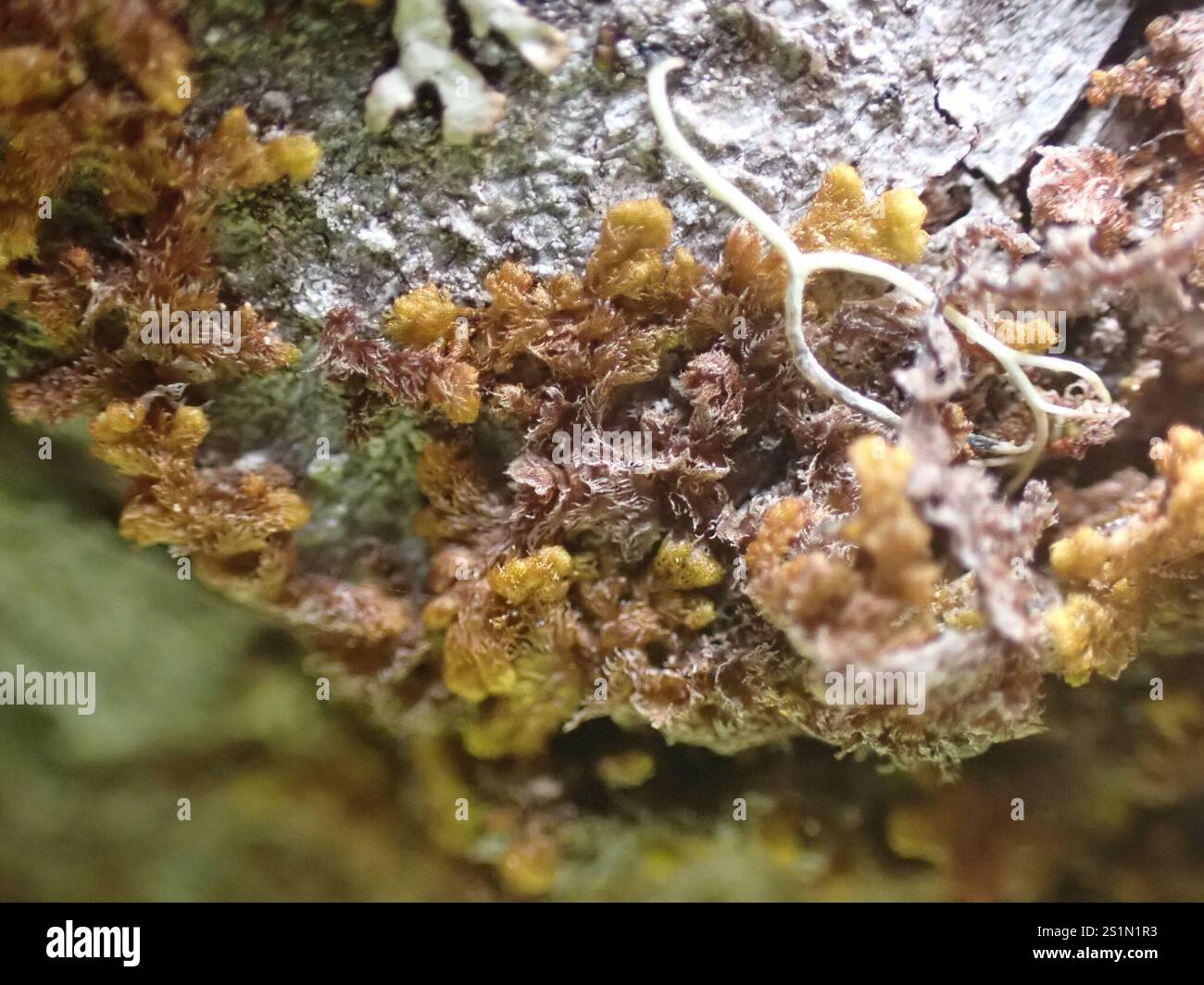 Tree Fringewort (Ptilidium pulcherrimum Stock Photo - Alamy