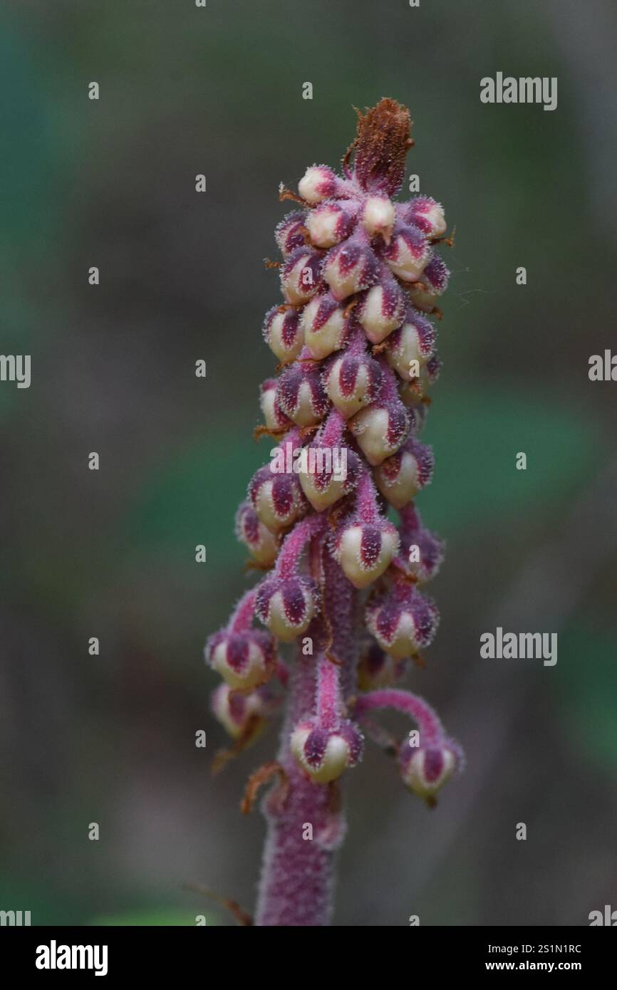 woodland pinedrops (Pterospora andromedea Stock Photo - Alamy