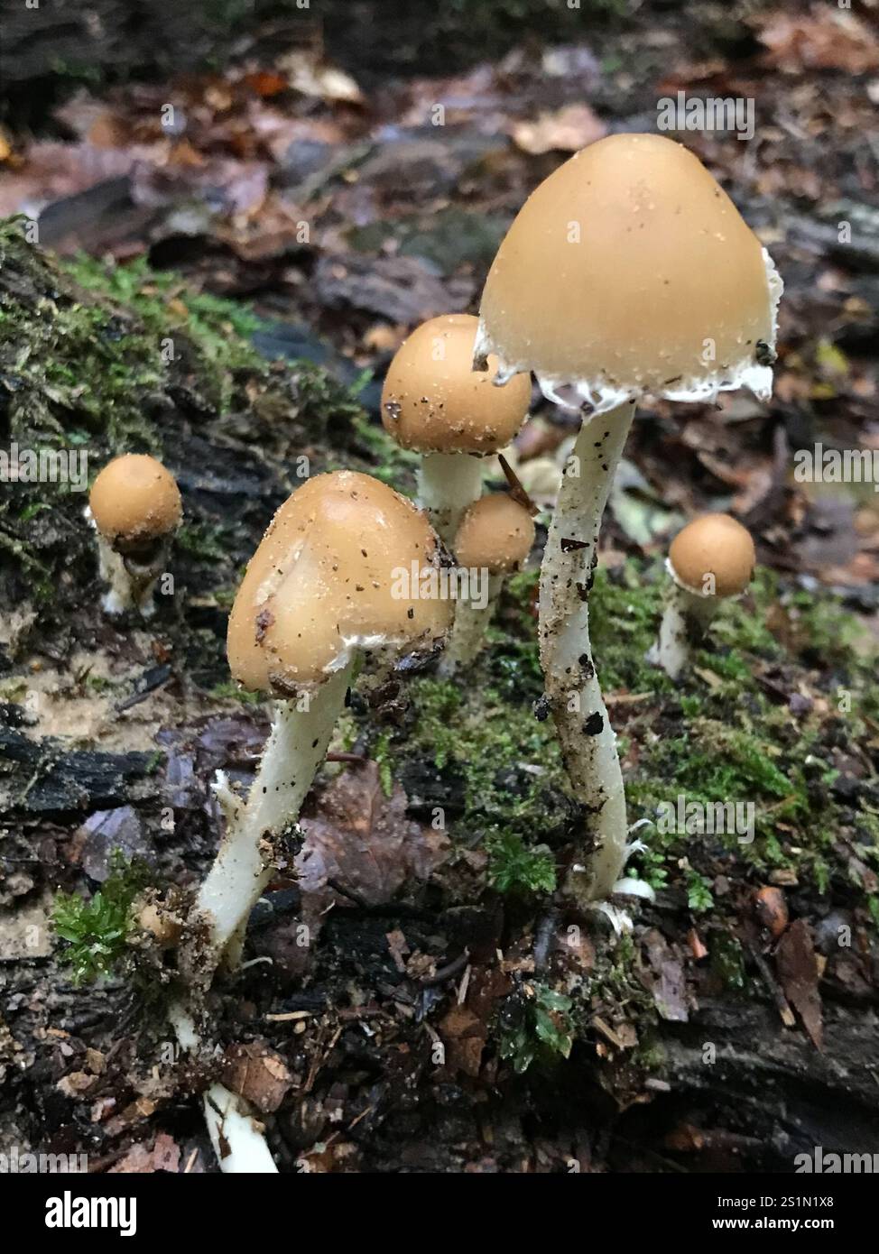 Pale Brittlestem (Candolleomyces candolleanus Stock Photo - Alamy