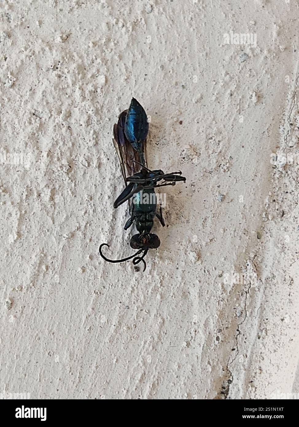 Blue Mud-dauber Wasps (Chalybion Stock Photo - Alamy