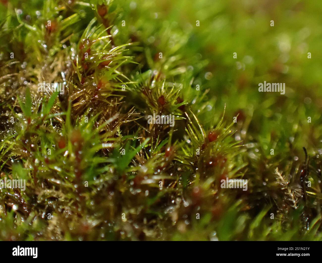 Sharp-leaved Blindia (Blindia acuta Stock Photo - Alamy