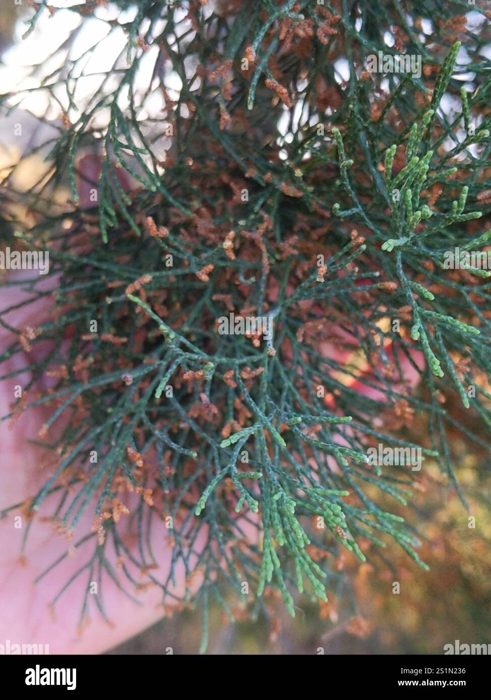 Coastal Cypress Pine (Callitris columellaris Stock Photo - Alamy